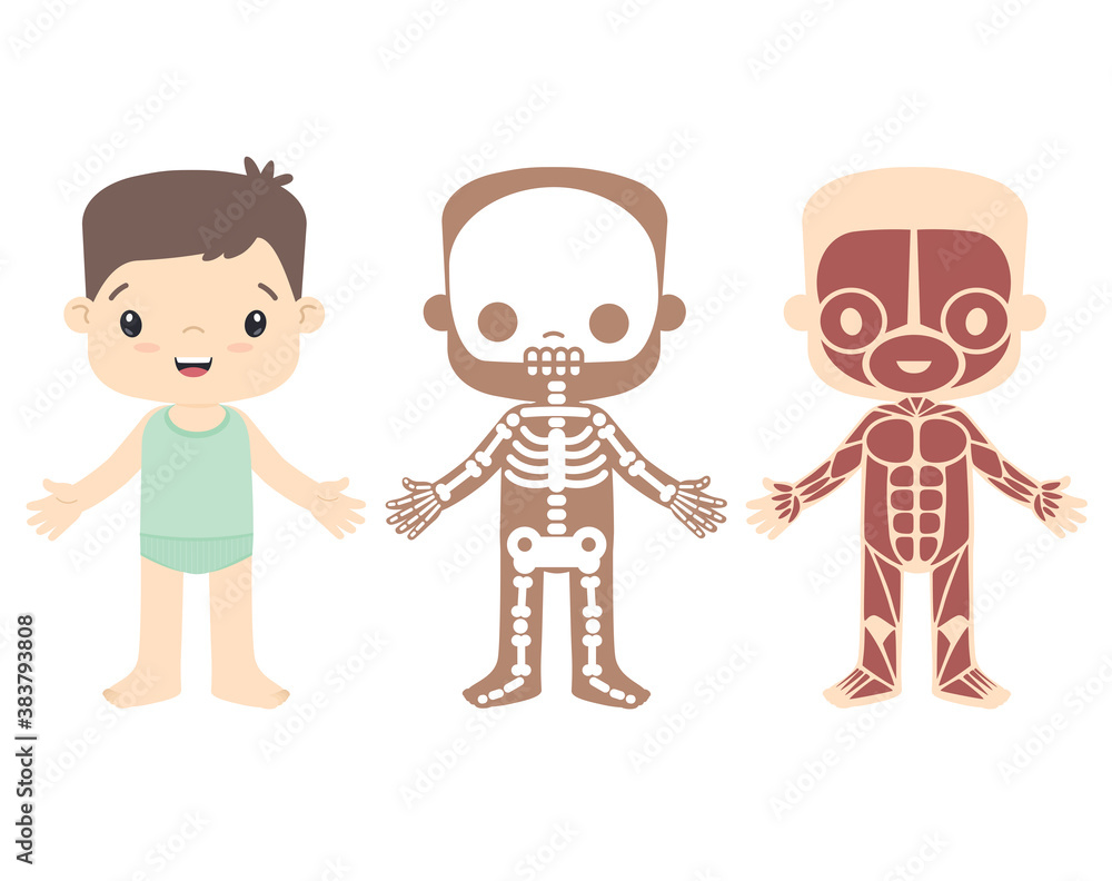 Boy Anatomy, Human External Body Parts, Full Skeleton and Muscles ...