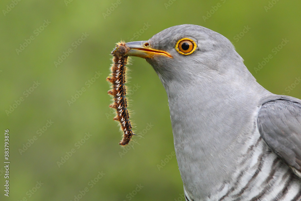 Common cuckoo. Close-up of the bird head with hairy caterpillar in beak ...