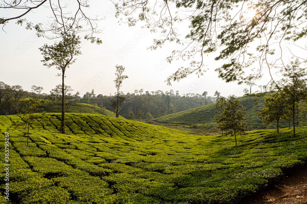 wayanad meen mutti coffee plantation and Beautiful Nature Scenery of ...