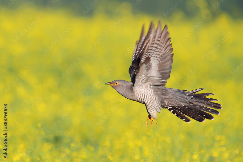 Cuckoo Bird Flying