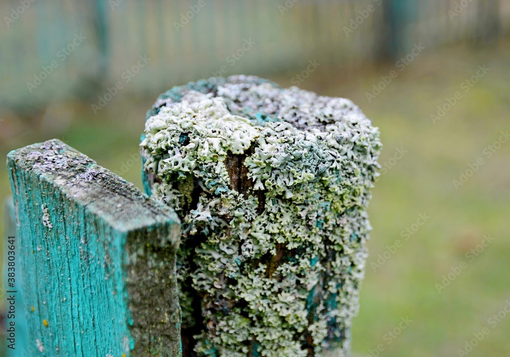 Evernia prunastri. Oakmoss grows on an old fence. Moss on an old tree ...