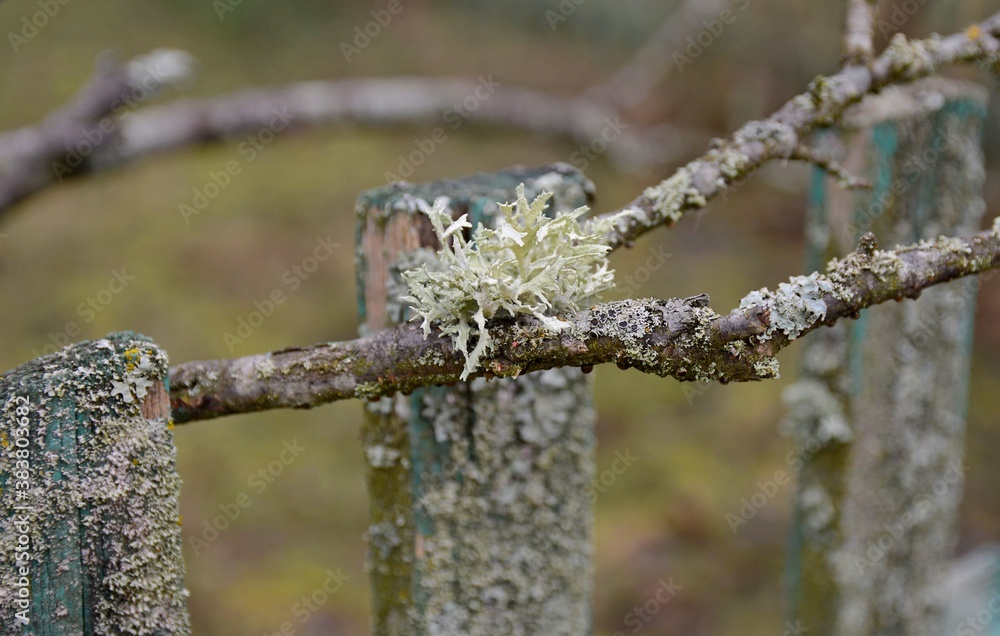 Evernia prunastri. Oakmoss grows on an old fence. Moss on an old tree ...