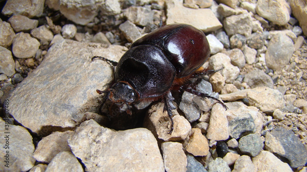 European rhinoceros beetle, Rhino beetle, female, Rhinoceros beetles ...