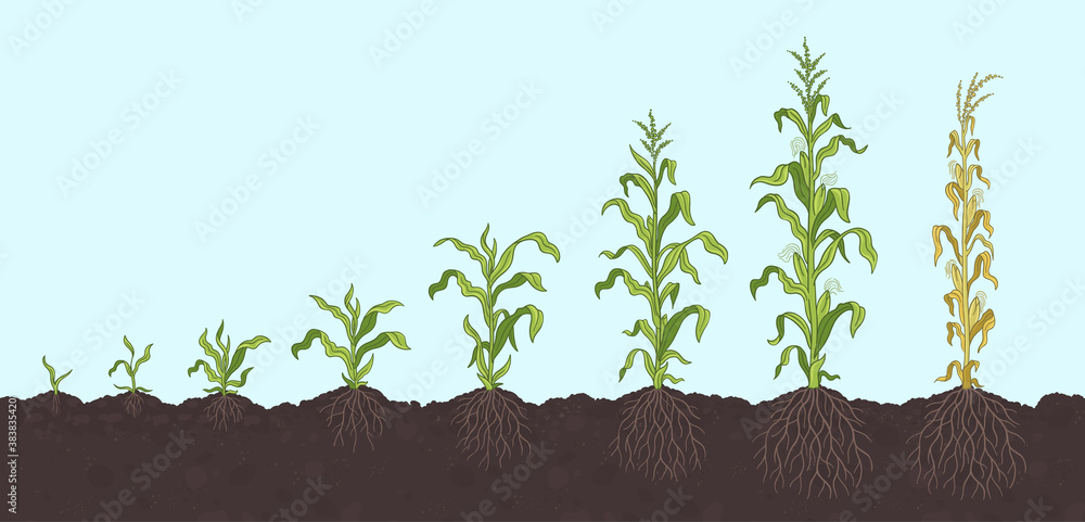 Vetor de Growth stages of Maize plant. Corn development phases. Zea ...