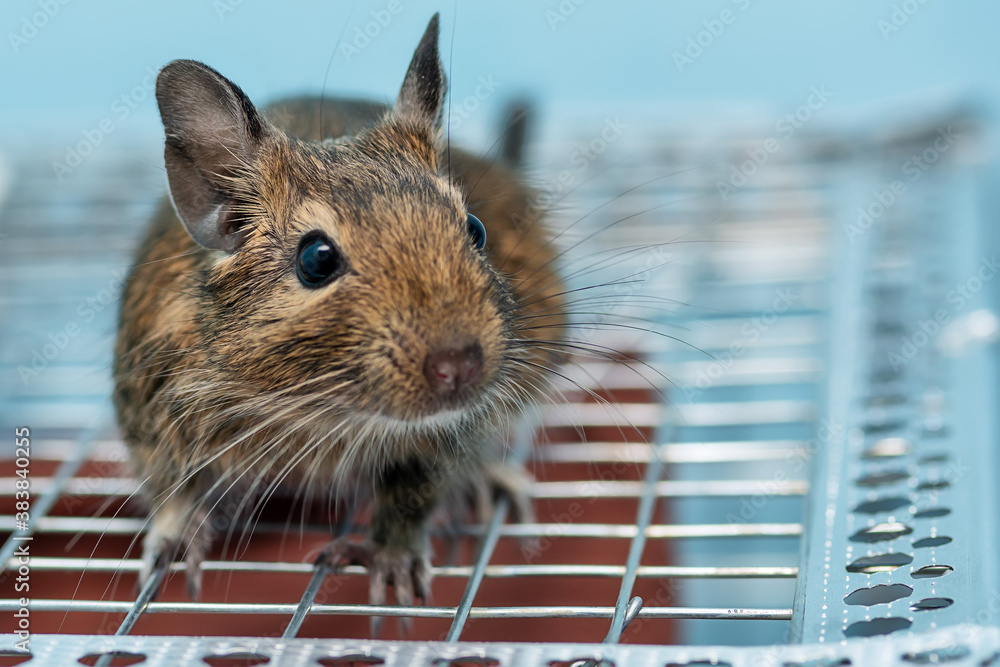 Little cute gray mouse Degu close-up. Exotic animal for domestic life ...