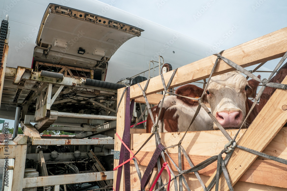 Livestock in wooden boxes secured by nettings being offloaded by a high ...