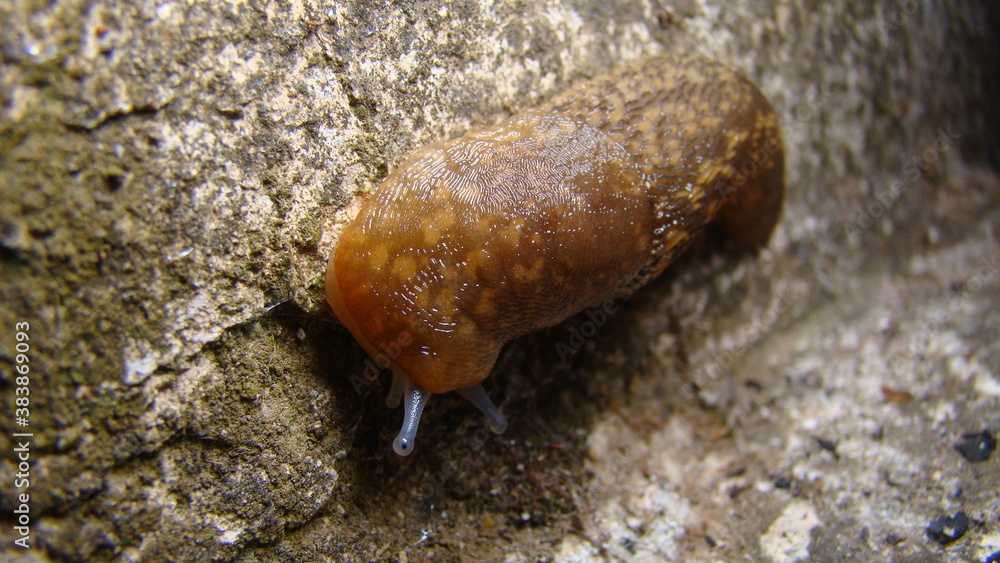 slug crawling on wetlands stump Tentacle of shell-less terrestrial ...