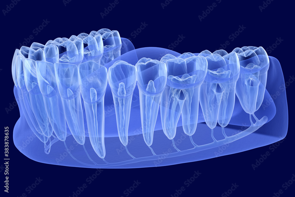 Teeth root anatomy, Xray view. Medically accurate dental 3D ...