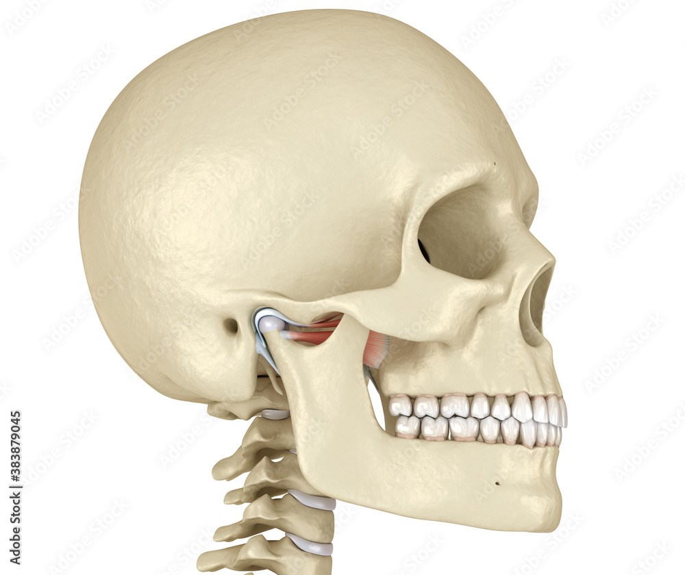 TMJ: The temporomandibular joints. Healthy occlusion anatomy. Medically ...