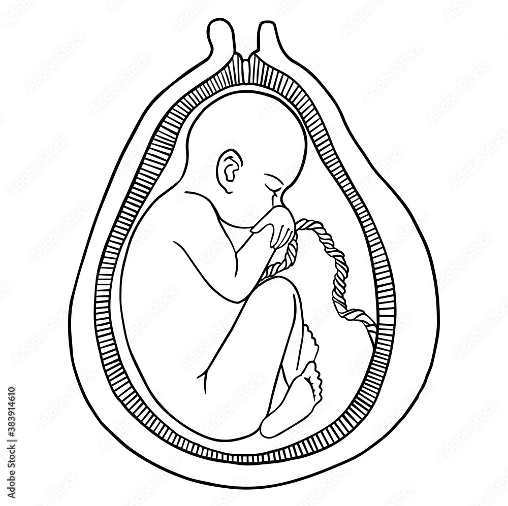 Baby In Womb Silhouette