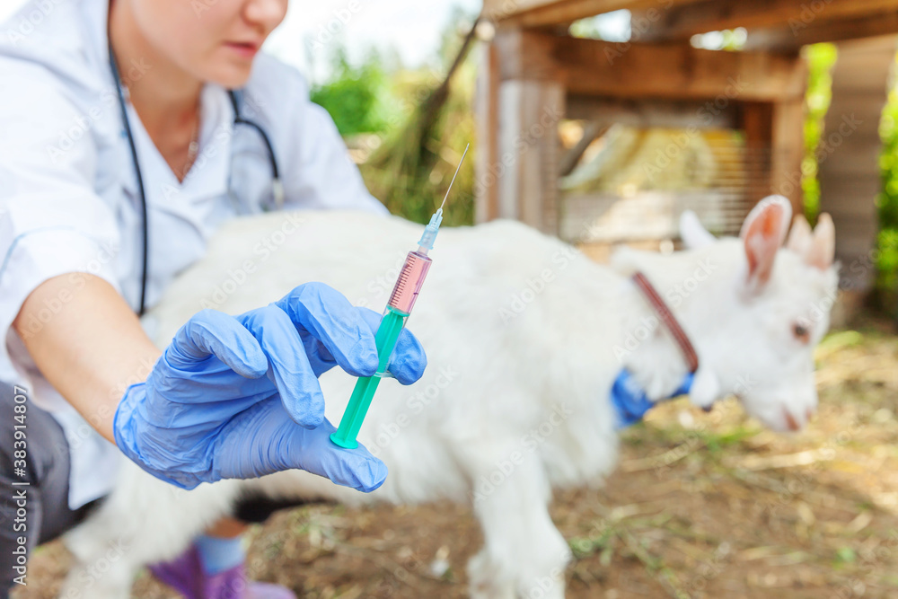 Young veterinarian woman with syringe holding and injecting goat kid on ...