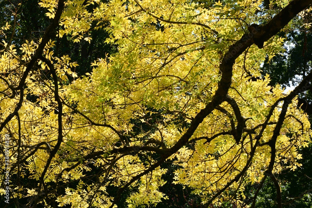 Looking up at tree canopies overhead in Autumn with leaves changing ...