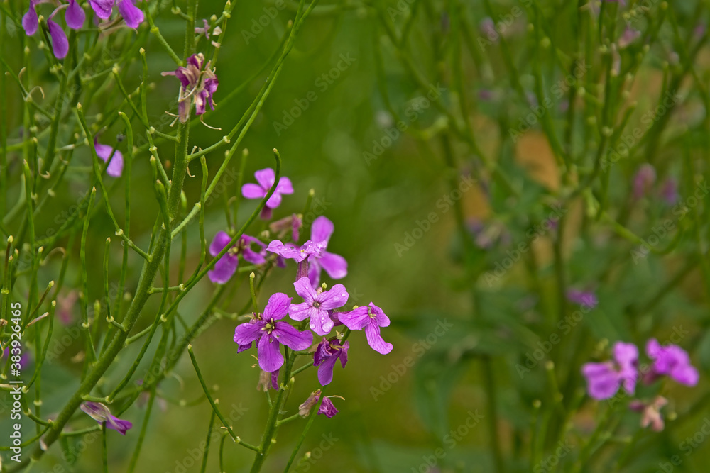 Bright purple dam`s rocket flowers with rain drops on a green bokeh ...