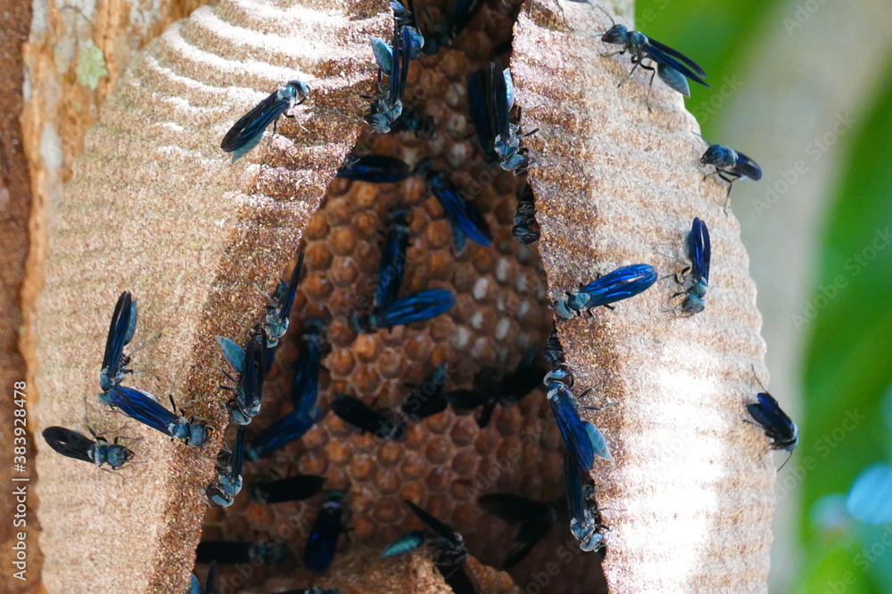 Synoeca cyanea wasps in the tropical forest. Commonly known as warrior ...