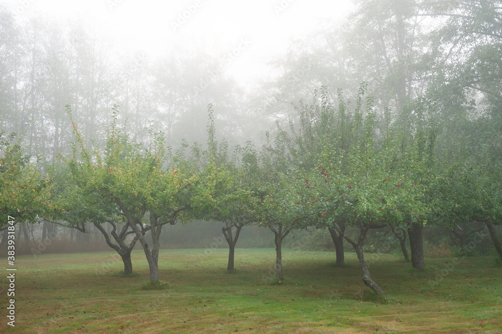 Apple Orchard on a Foggy Morning. Atmospheric view of apple trees on an ...