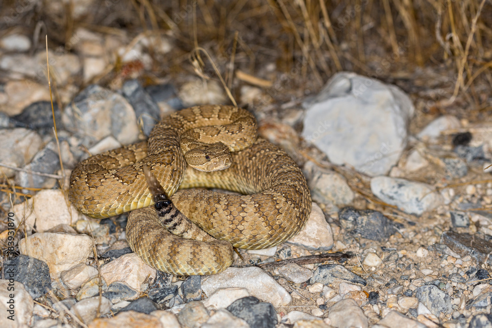 Desert environment, snake in the rocks by grassy background Stock Photo ...