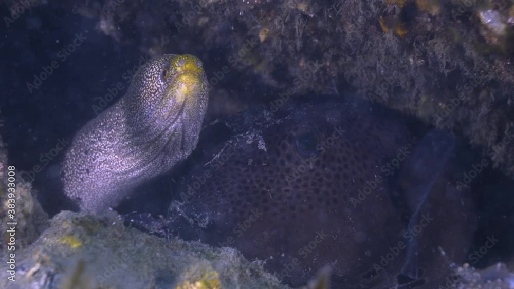 Spectacular underwater scene of dark spotted toby sharp nose puffer ...