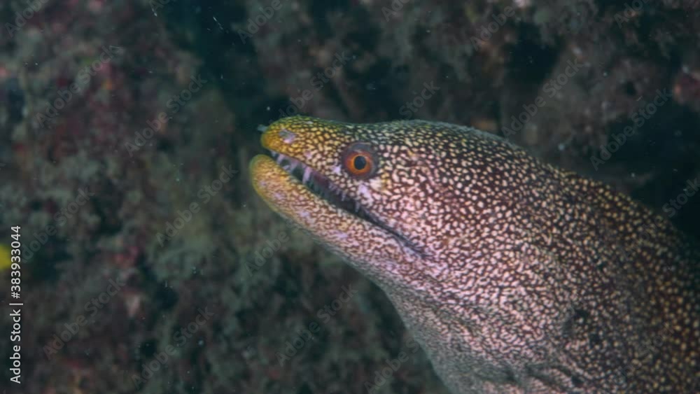 Exotic underwater scene of giant sharp teeth eerie spooky eel, pan down ...