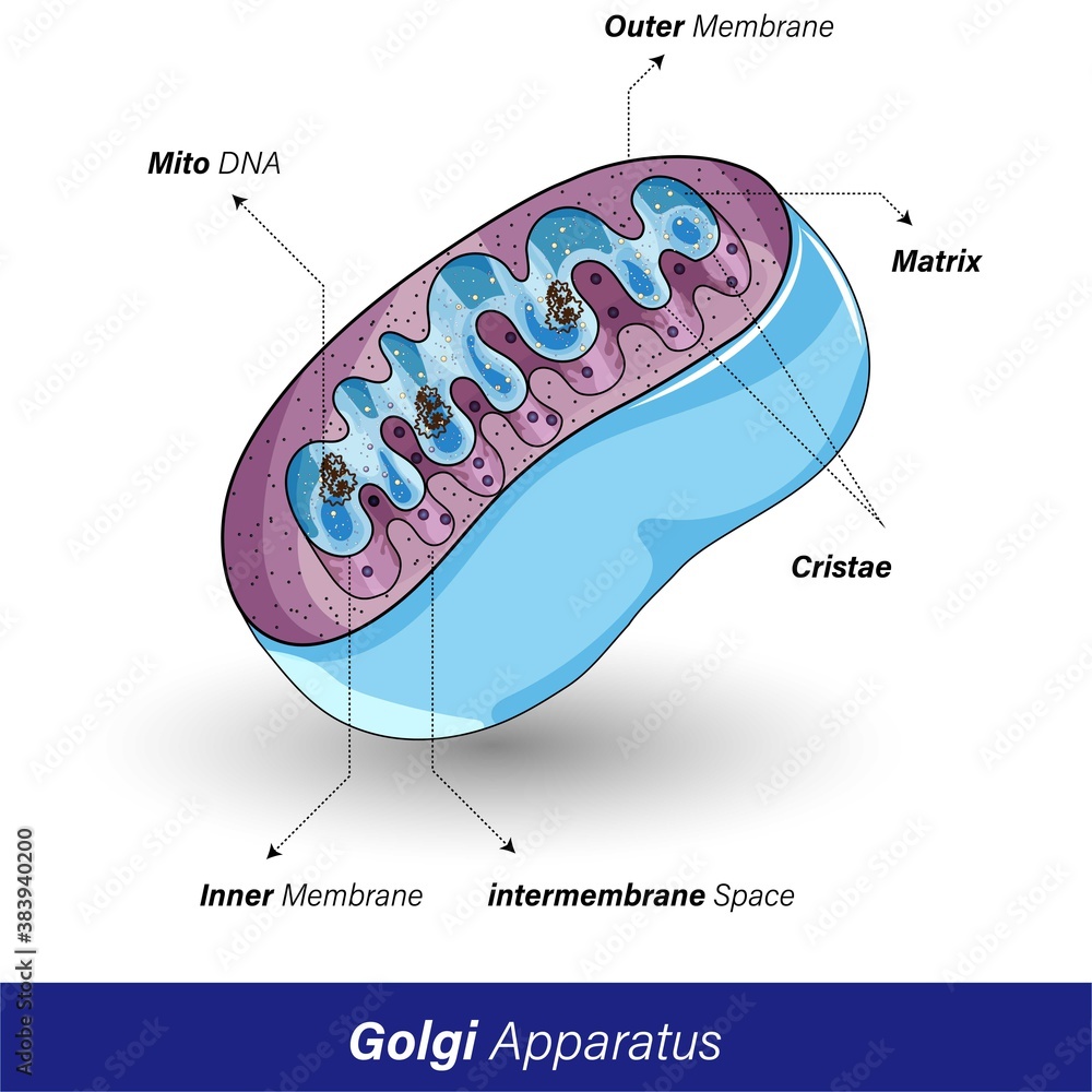 Vettoriale Stock Subcellular organelle cross-section Structure of ...