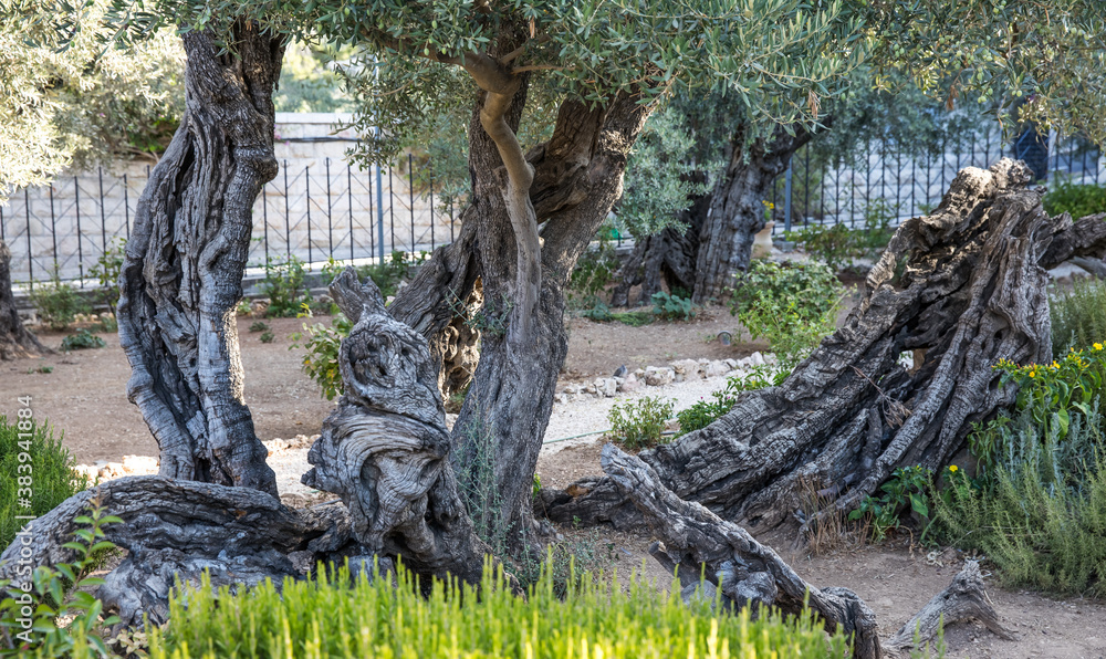 olive trees in getsemani garden in jerusalem, israel Stock Photo ...