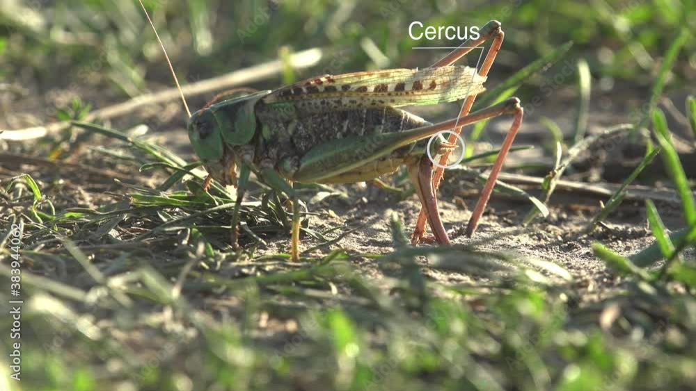 Bush crickets use their ovipositors to force burrow into earth to ...