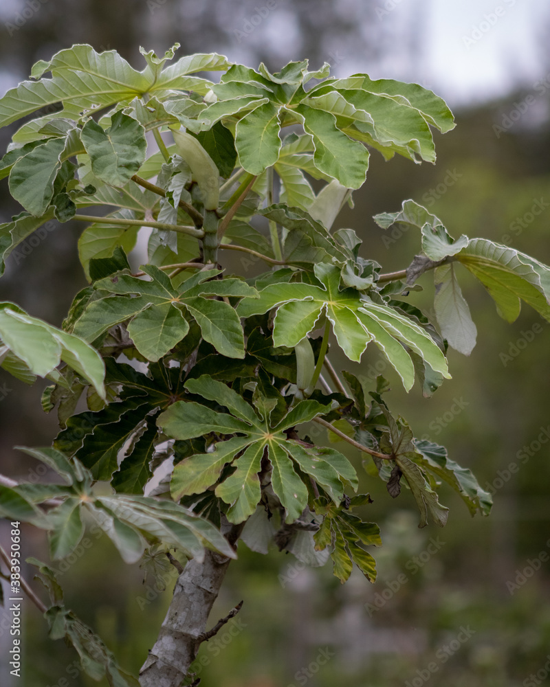 Embaúba in detail, very frequented by monkeys and animals of the ...