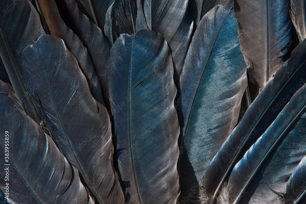 Black feathers of a raven. Abstract black background Stock Photo ...