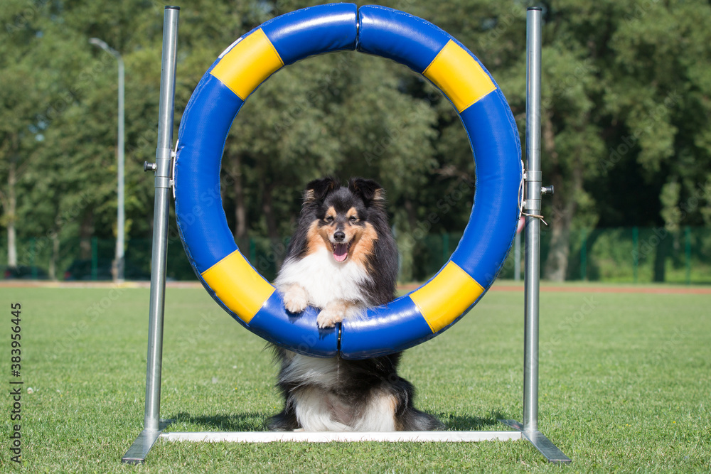 Fast and crazy black and white shetland sheepdog sits in agility tire ...