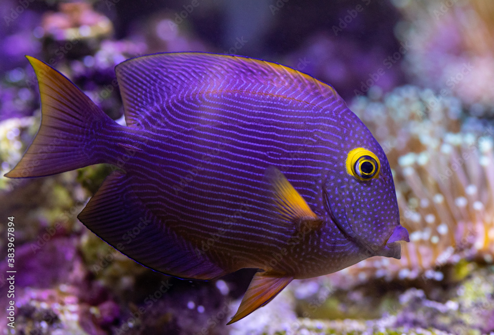 Kole Yellow Eye Fish