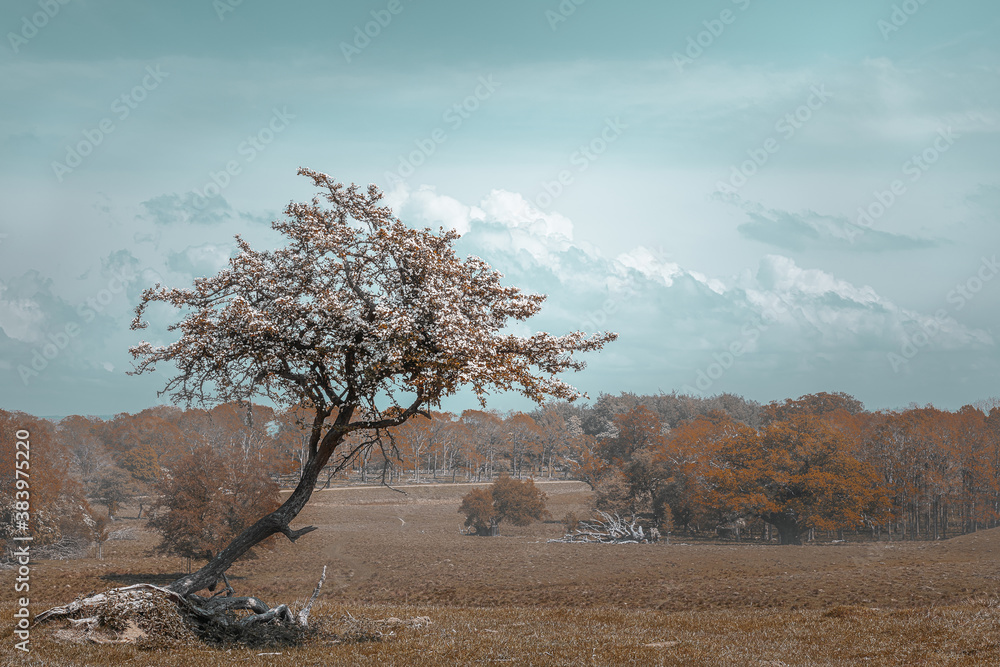 Blossom tree in the forest, landscape Stock Photo | Adobe Stock