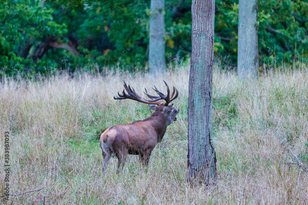Big old red deer with huge antlers roaring between naked tree trunks in ...