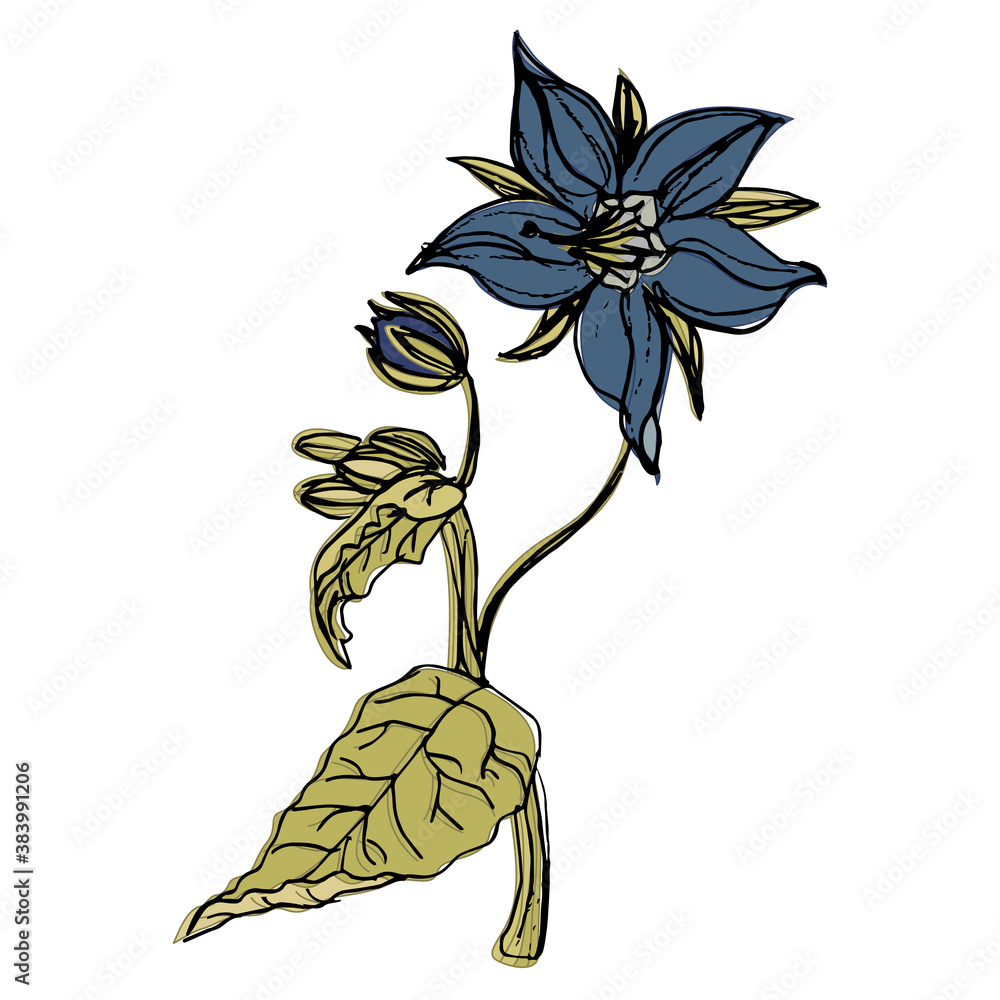 Borage Flower Drawing