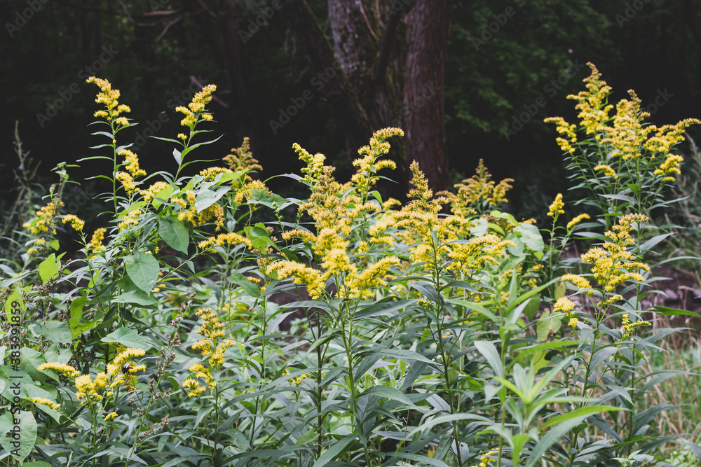 The wild flowers of Solidago canadensis or late goldenrod. Selective ...