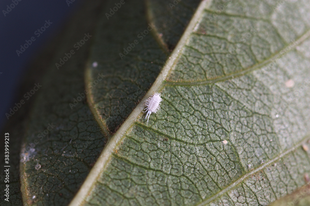 Leaf of persimmon tree infected with Pseudococcus longispinus pest ...
