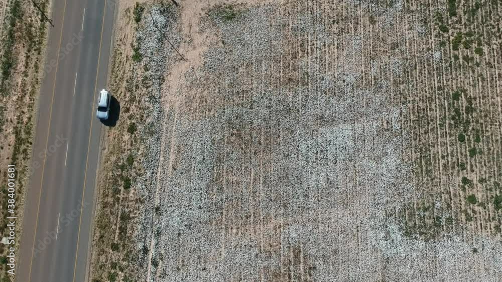 Top-down video of a big field of white daisy stretching away on sandy ...