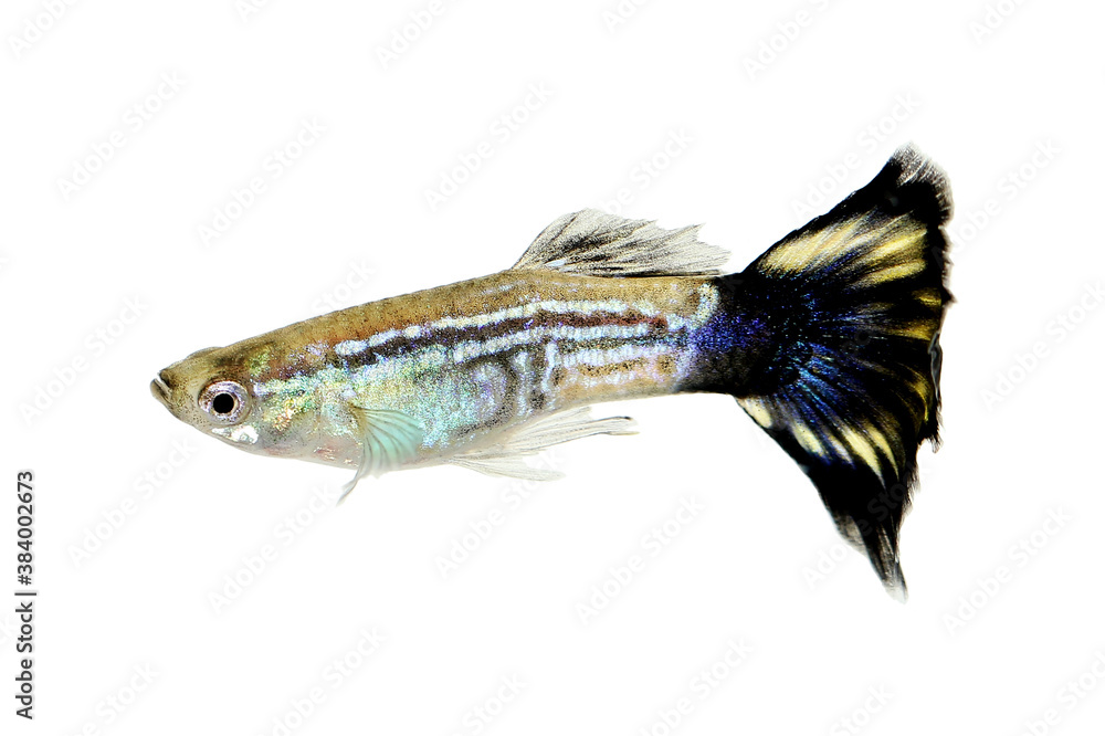 Cobra Guppy fish aquarium fish Poecilia reticulata colorful rainbow ...