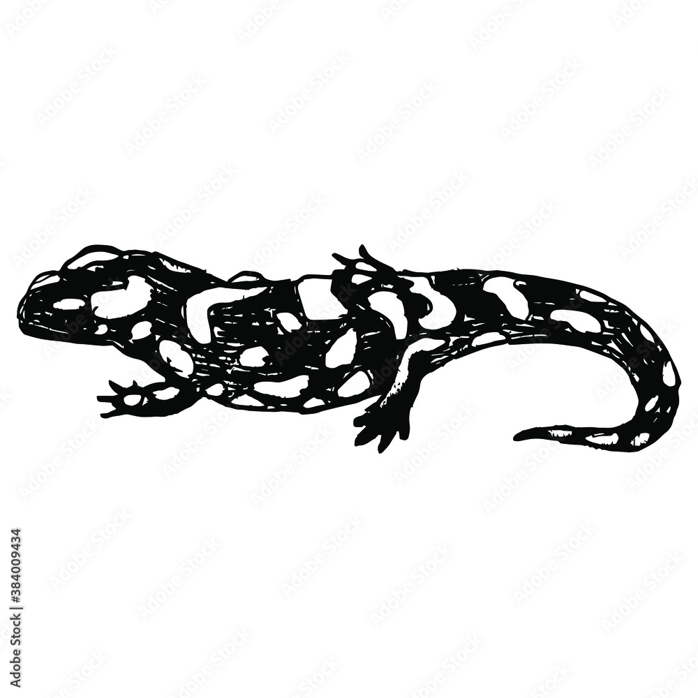 Salamander Clipart Black And White