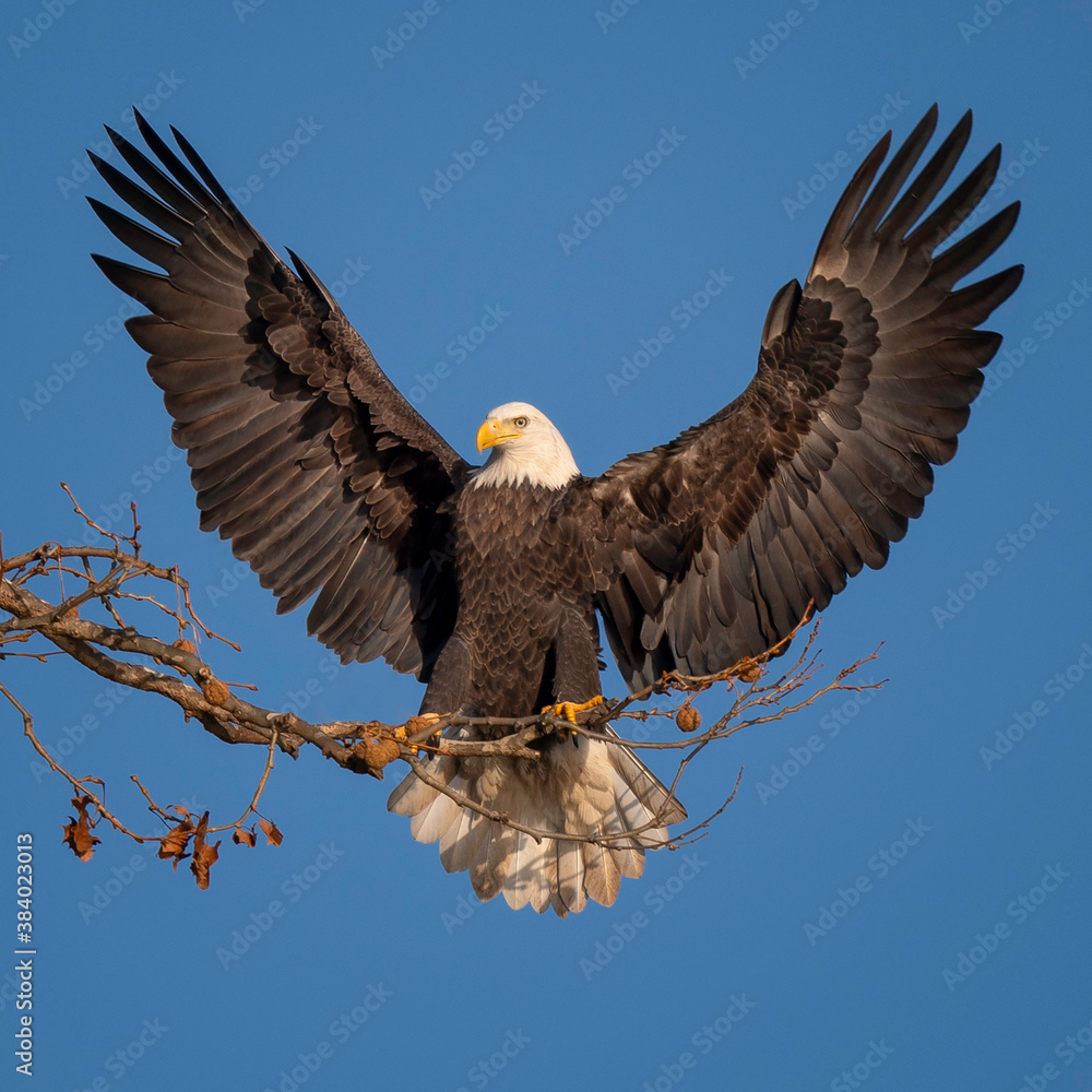 American Bald Eagle with outstretched wings in Maryland. Stock Photo ...