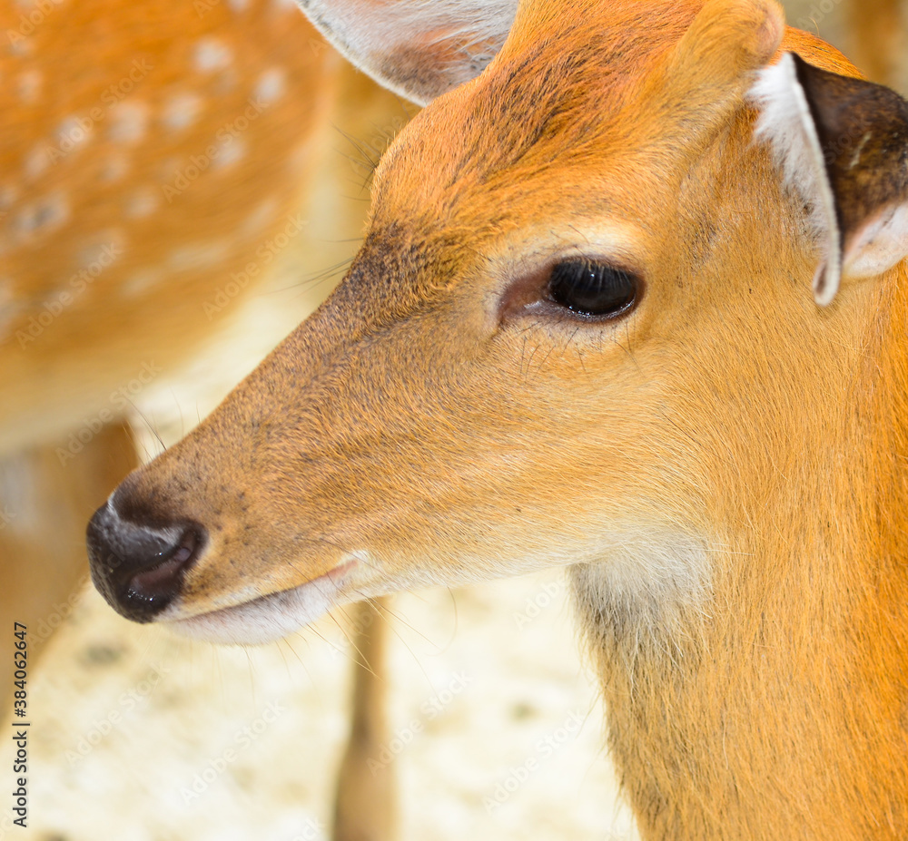 The head of a brown deer, with big round eyes, a standing black mammal ...