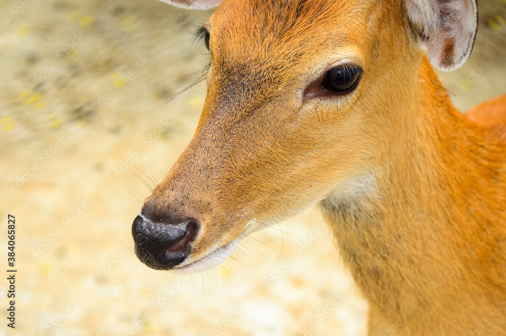 The head of a brown deer, with big round eyes, a standing black mammal ...
