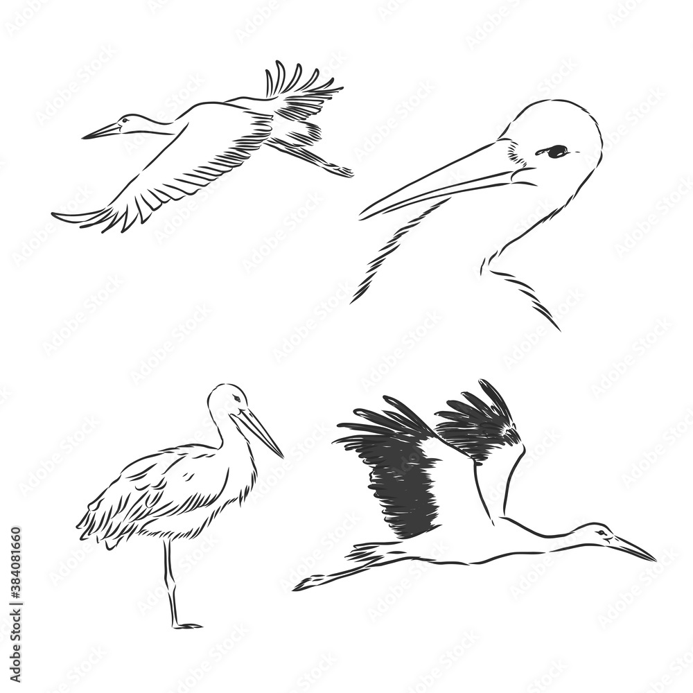 White stork illustration, drawing, engraving, ink, line art, vector ...