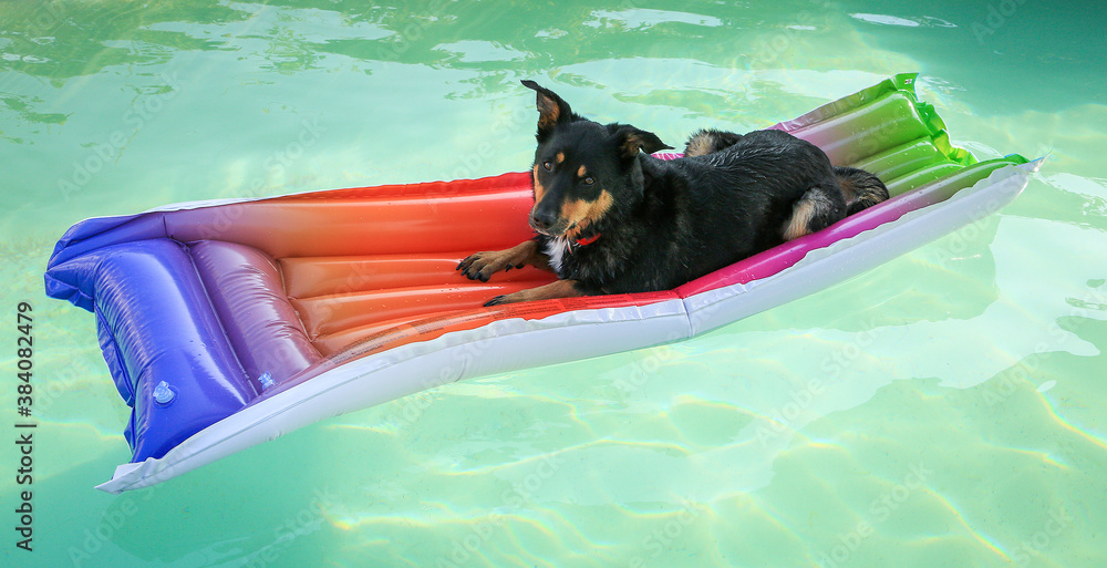 Cute Kelpie (Australian breed of sheep dog) lying on an inflatable ...