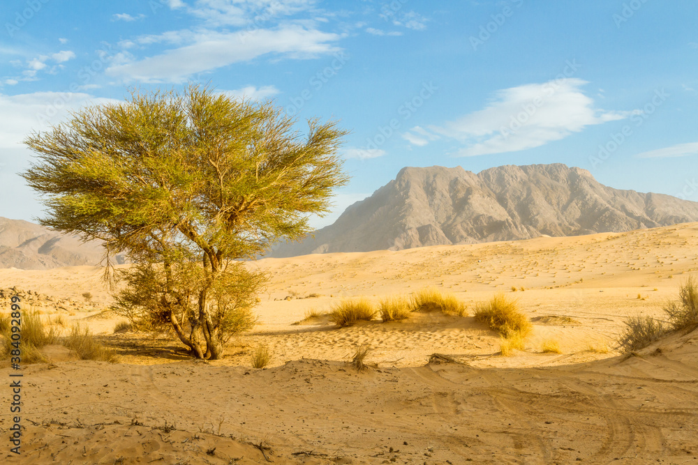 Green plant in the Sahara desert. Saharan Cypress or Tarout (Cupressus ...