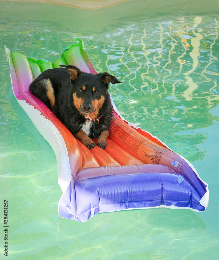 Cute Kelpie (Australian breed of sheep dog) lying on an inflatable ...