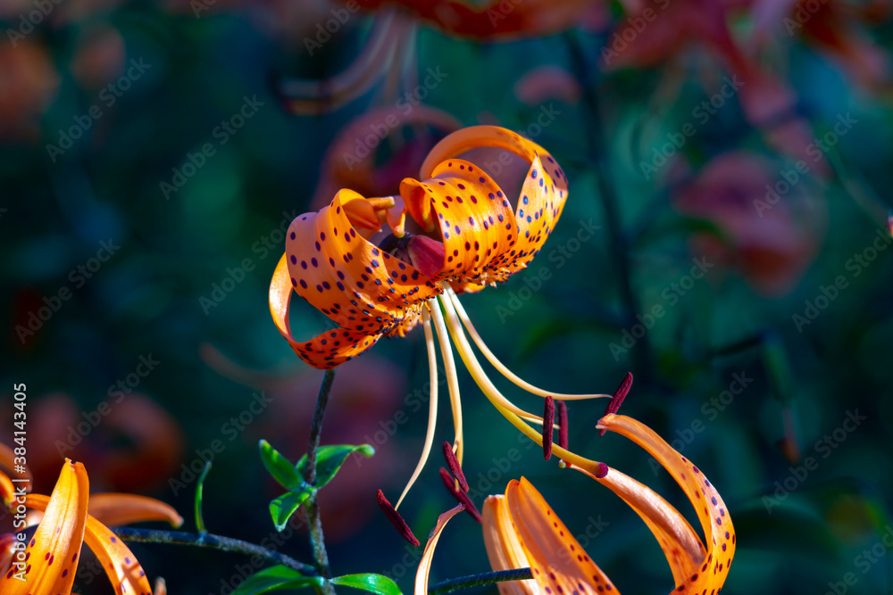 Tiger lilies in garden. Lilium lancifolium (syn.L. Tigrinum) is one of ...