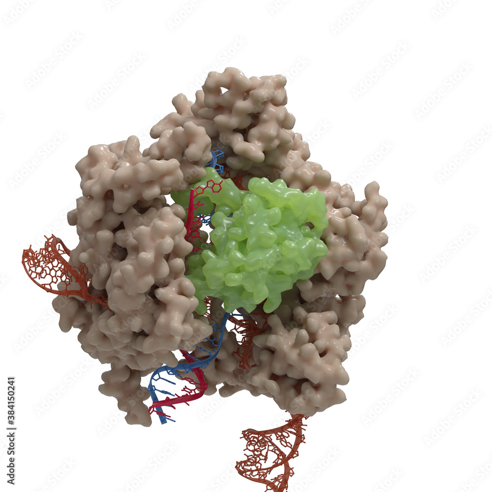 Illustration of a CRISPR-Cas9 DNA cleavage complex based on actual Cryo ...