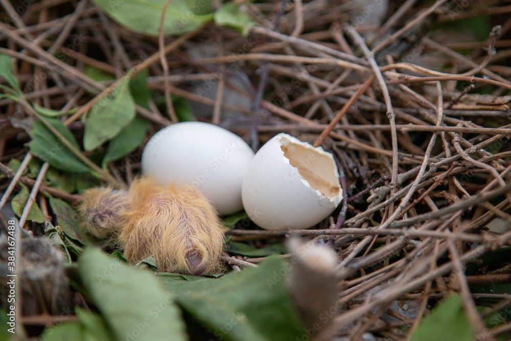 Baby pigeon hatched from egg, laying in nest with another egg still in ...