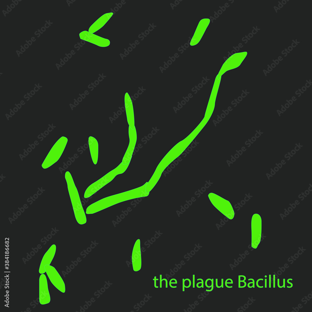 plague Bacillus under a microscope, plague, viruses and bacteria ...