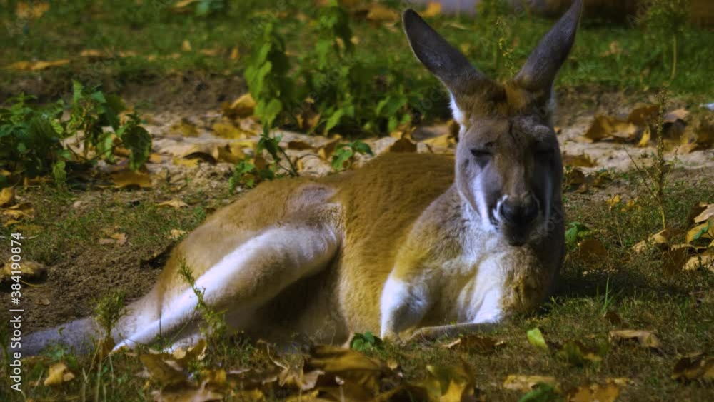 Red kangaroo with full pouch laying down and turning it's head. Stock ...