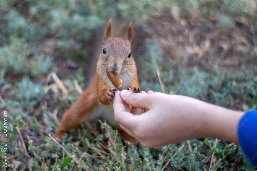 Feeding squirrels from hands close-up. The squirrel grabbed the acorn ...